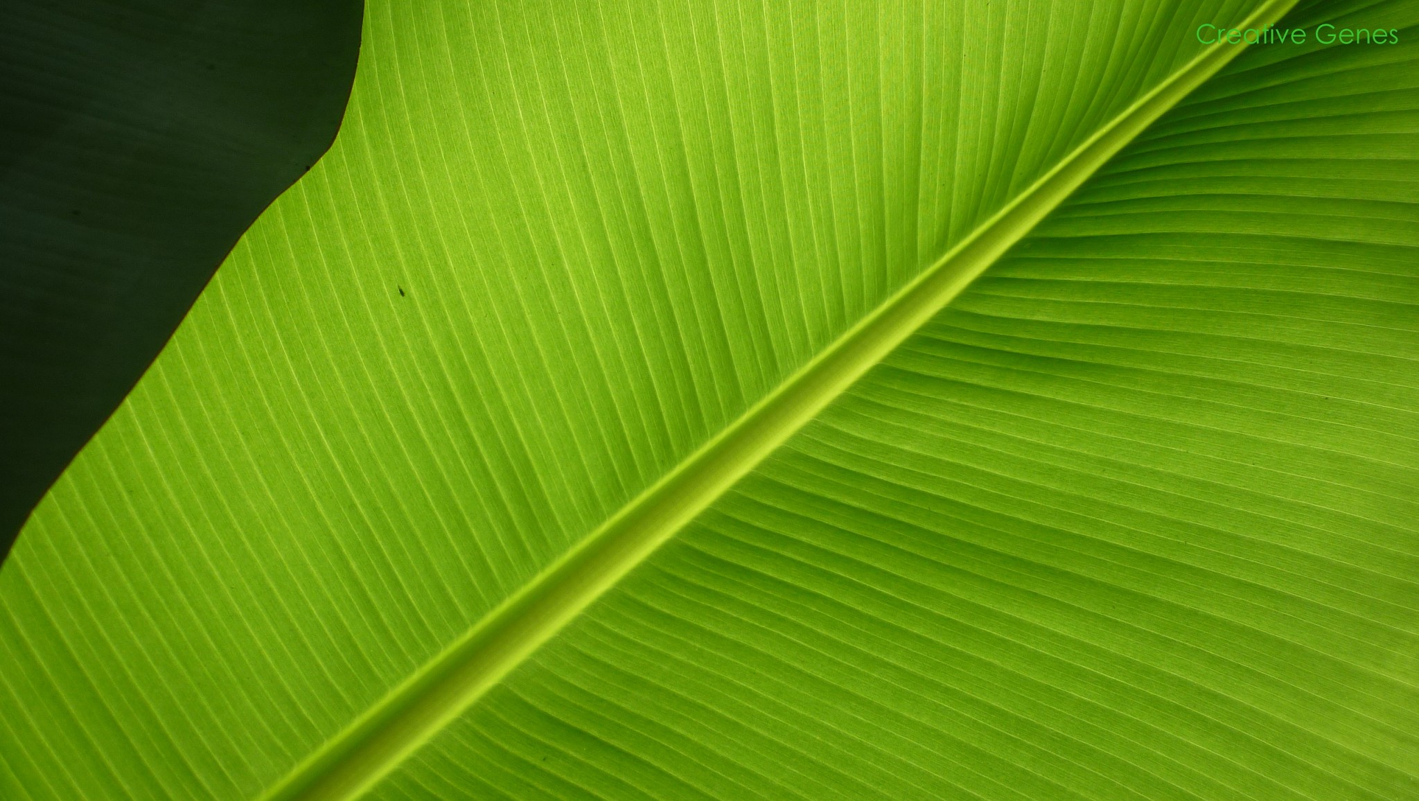 Green is the Color – Creative Genes